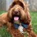 Denim Dog Bow - Etsy