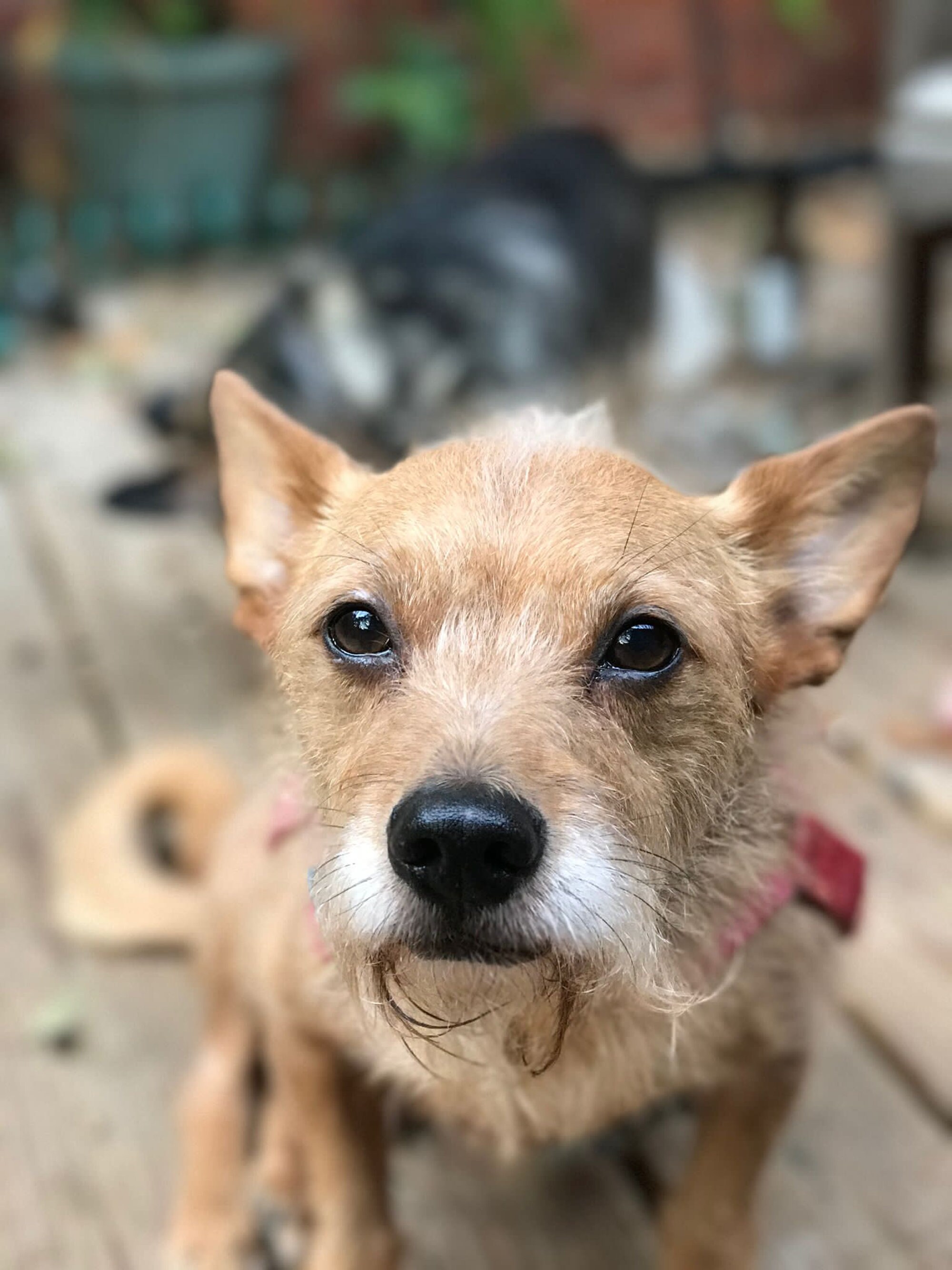 Mini Pet Portrait Small Custom Pet Portrait Custom Pet Oil - Etsy