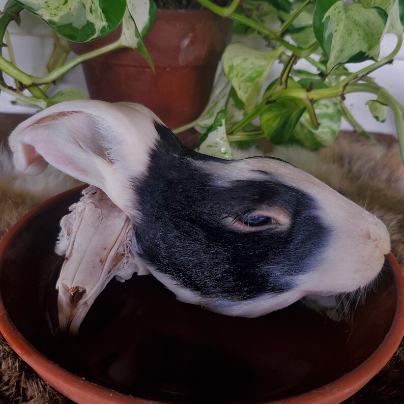 Grace Rabbit Head Wet Specimen - Etsy