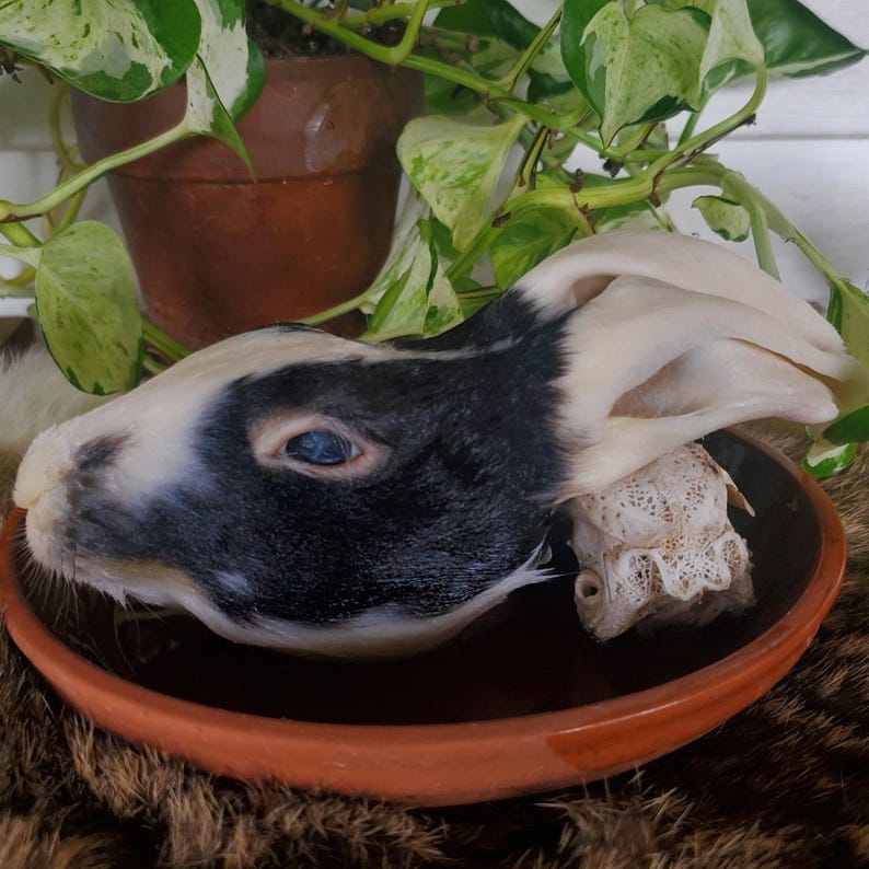 Grace Rabbit Head Wet Specimen - Etsy