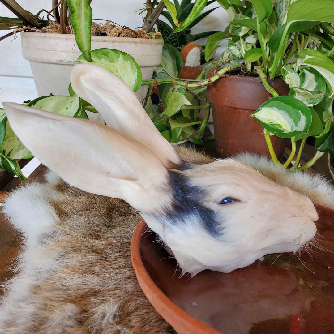 Toxeus Rabbit Head Wet Specimen - Etsy