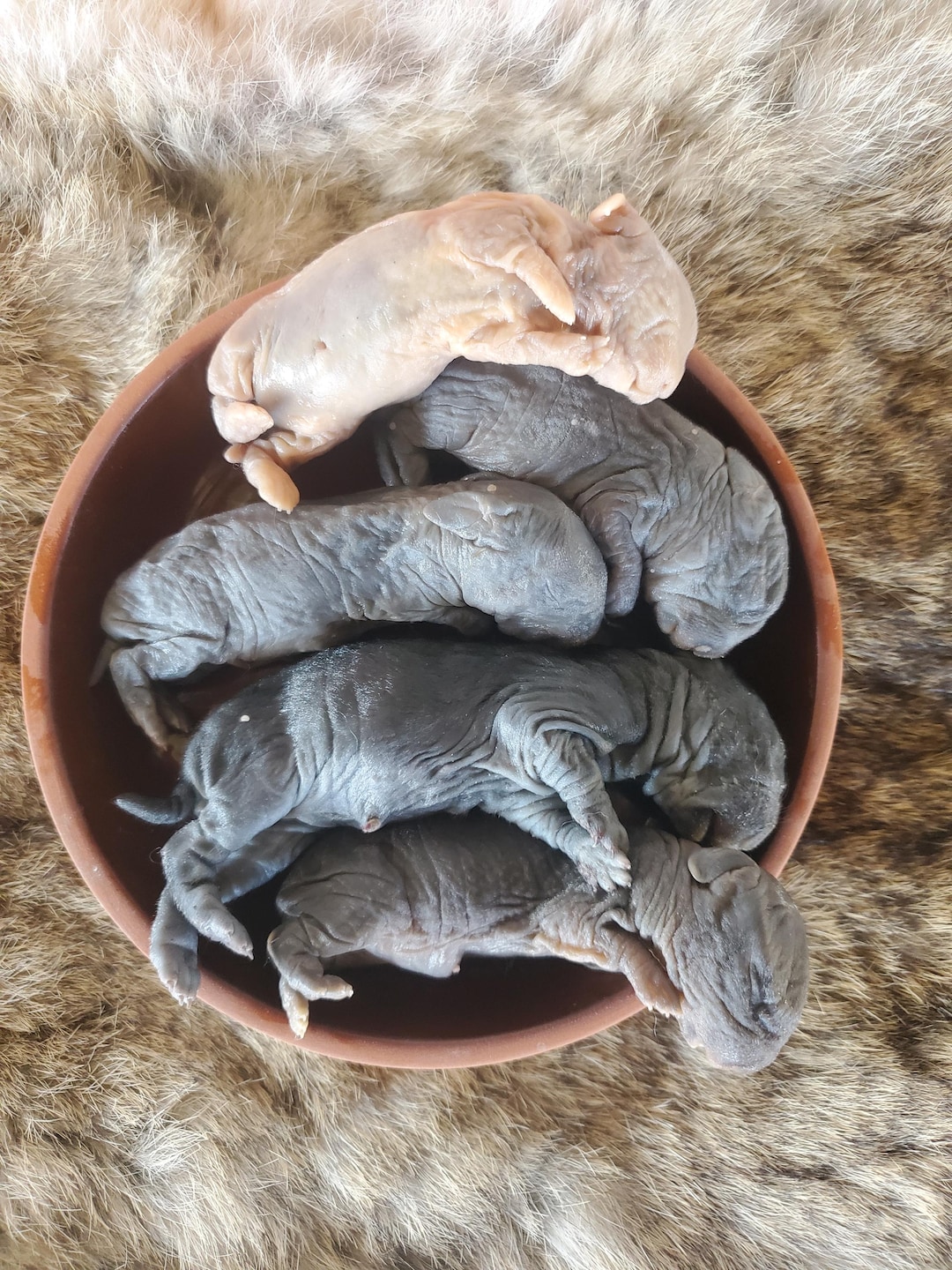 Newborn Rabbit Wet Specimen (jar Not Included) - Etsy