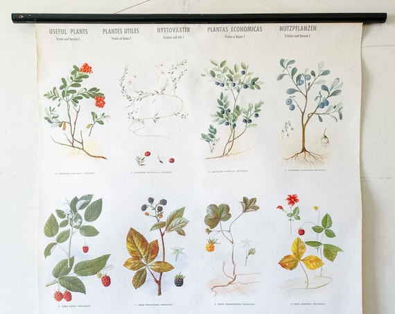 Vintage Wall Charts