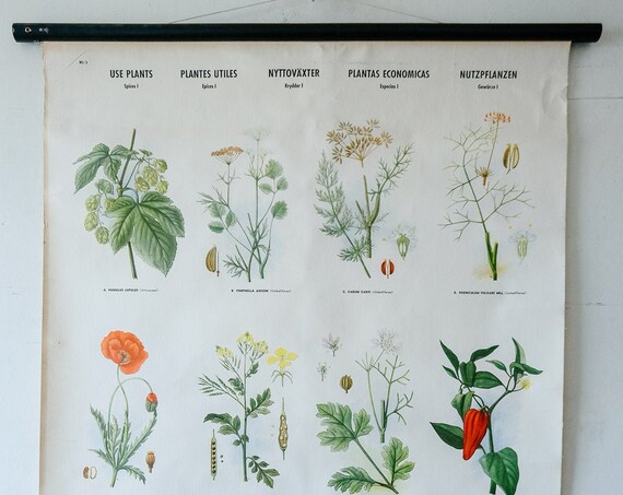 Botanical - Vintage Wall Charts