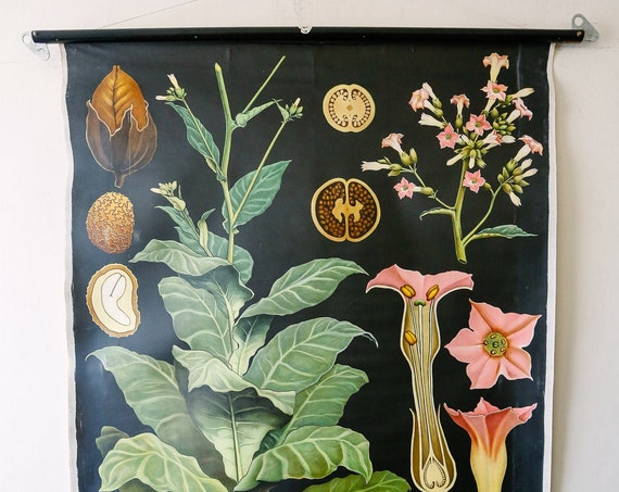 Botanical - Vintage Wall Charts