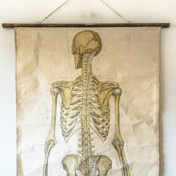 Wall Chart Skeleton - Etsy