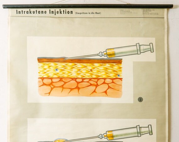 Anatomical - Vintage Wall Charts