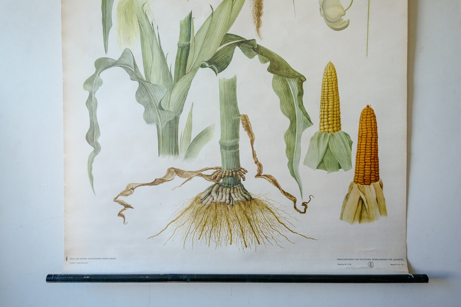 Original BOTANICAL Vintage Mid Century German School Wall Chart ...