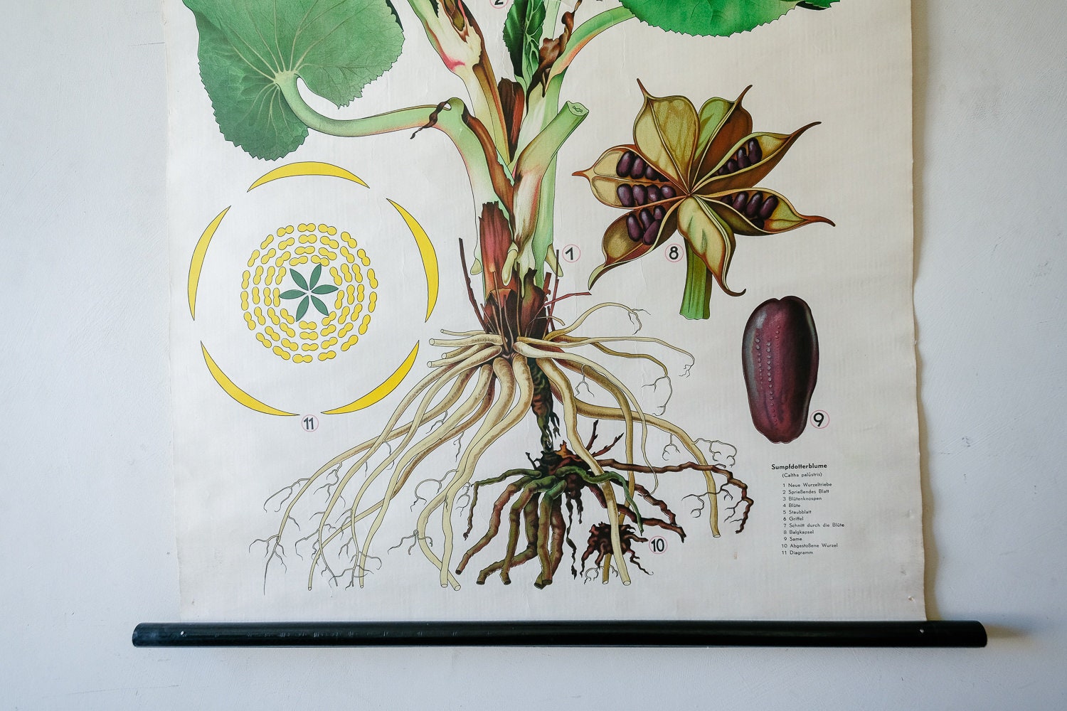 Original BOTANICAL Vintage German School Wall Chart MARSH MARIGOLD ...