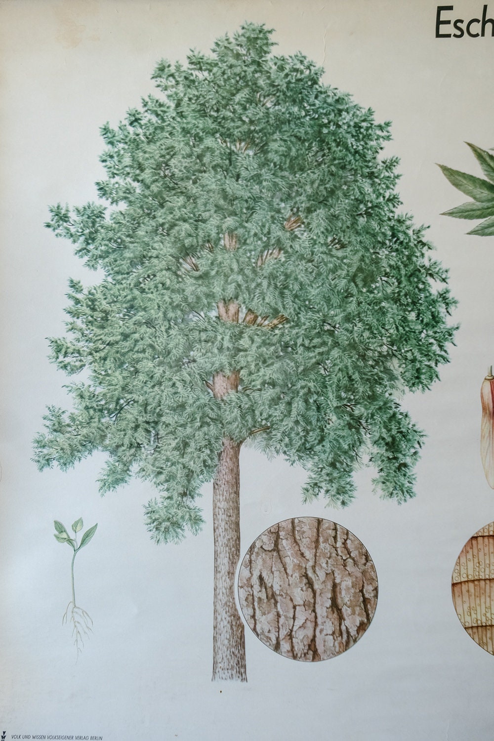 Original BOTANICAL Vintage German School Wall Chart ASH TREE Botany ...