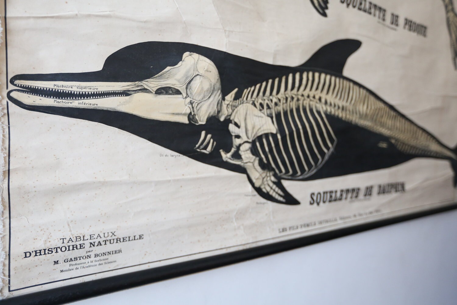 Original ZOOLOGICAL Antique Vintage Emile Deyrolle French School Wall ...