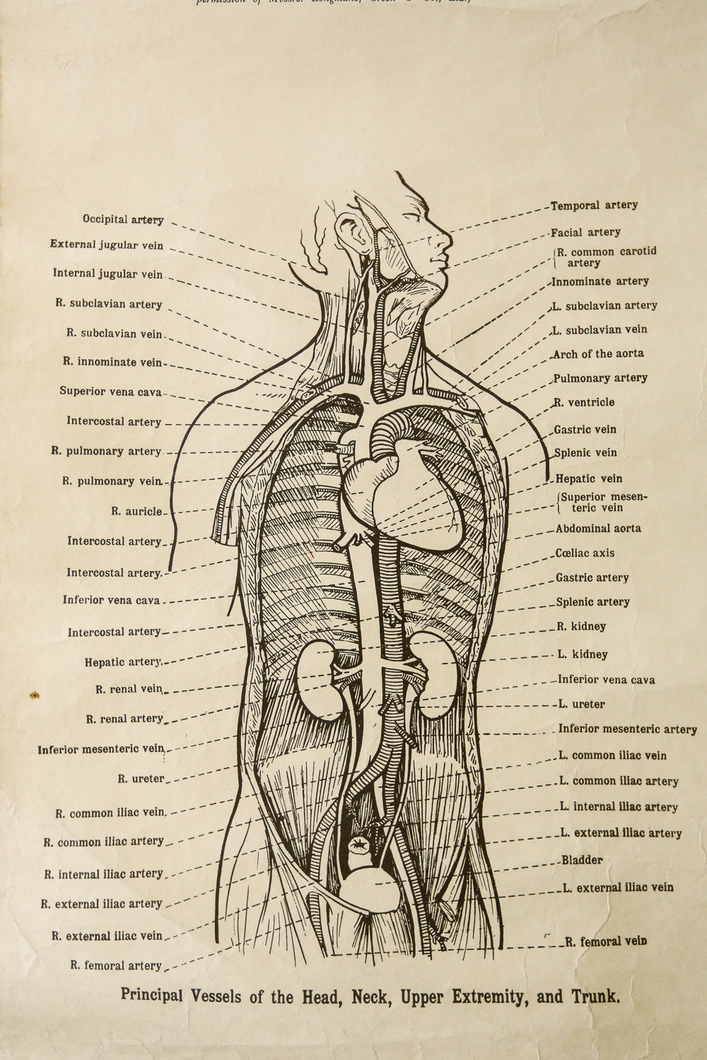 Original ANATOMICAL Vintage British School Wall Chart CIRCULATORY ...