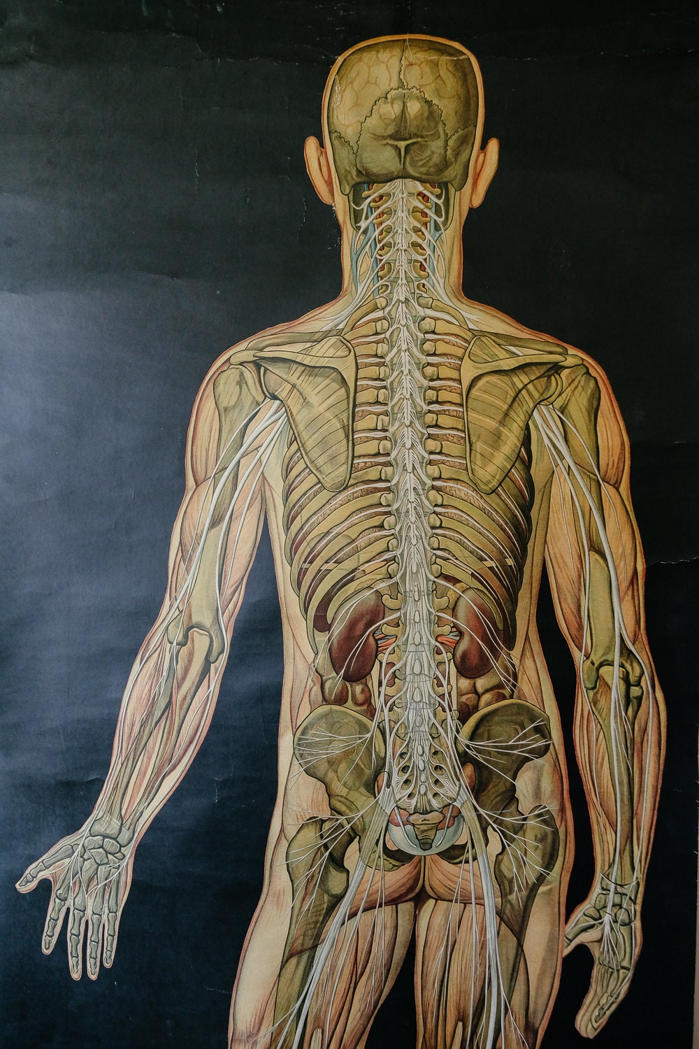 Original ANATOMICAL Vintage German Educational School Old Wall Chart ...