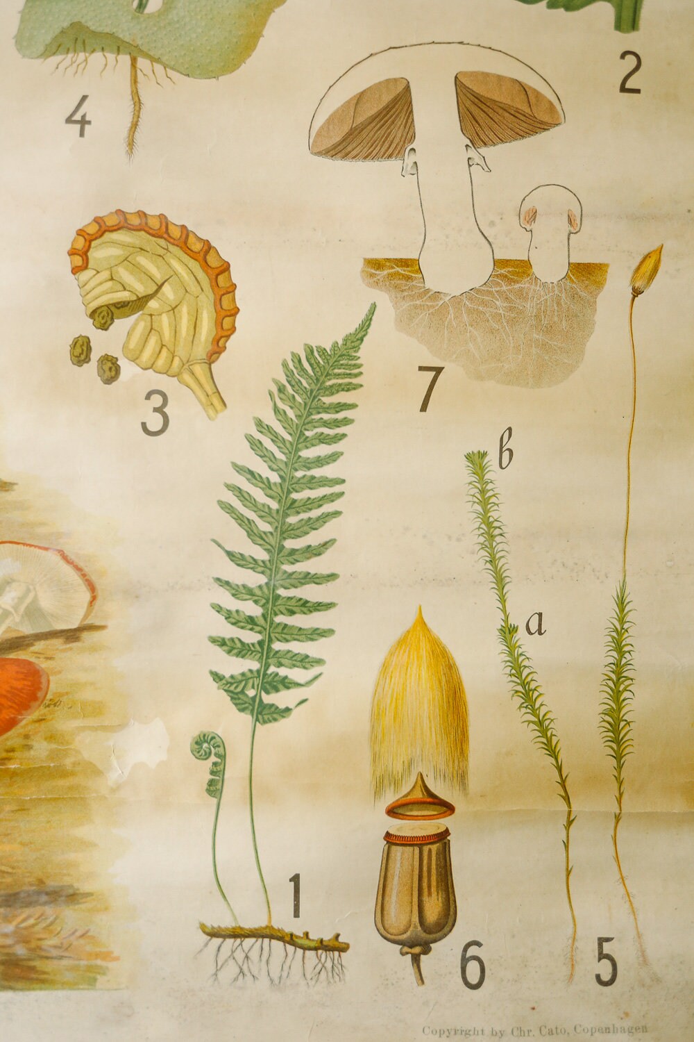 Original BOTANICAL Vintage Danish School Wall Chart Plant WOODLAND ...