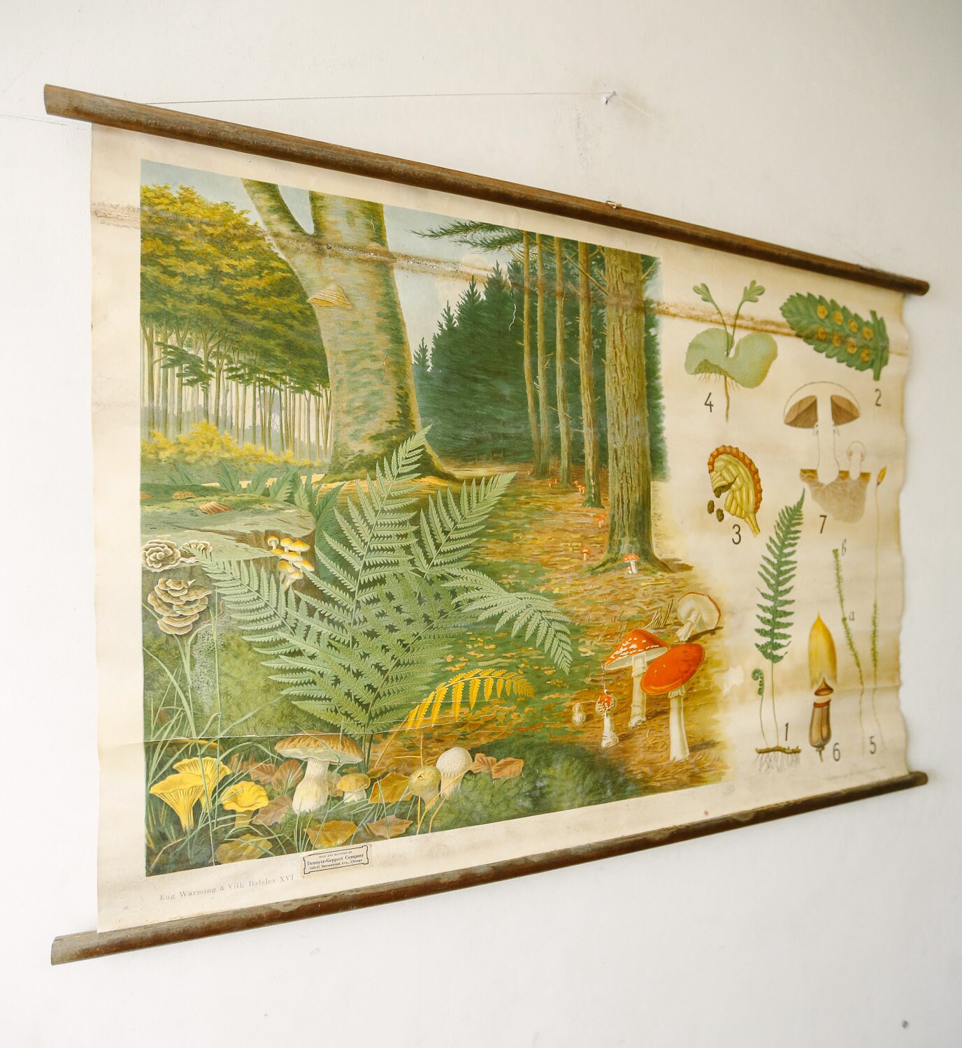 Original BOTANICAL Vintage Danish School Wall Chart Plant WOODLAND ...