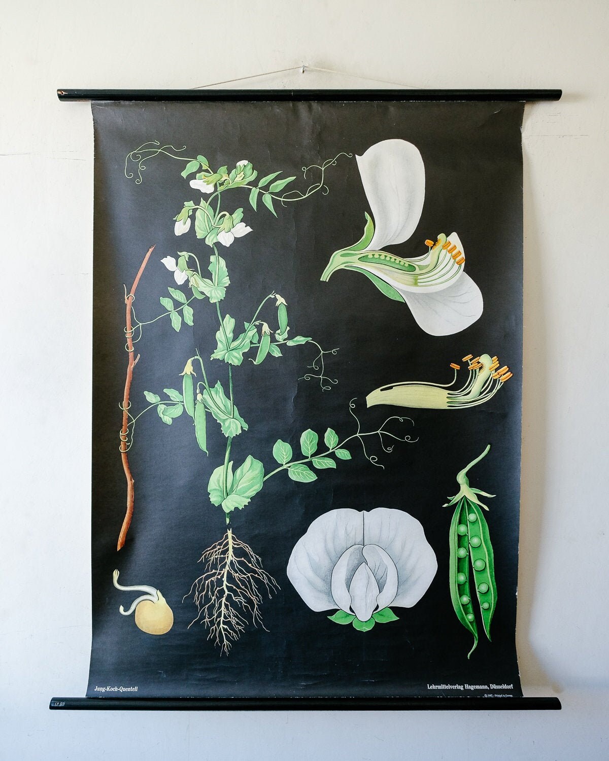 Original BOTANICAL Vintage German School Wall Chart SWEET PEA Botany ...