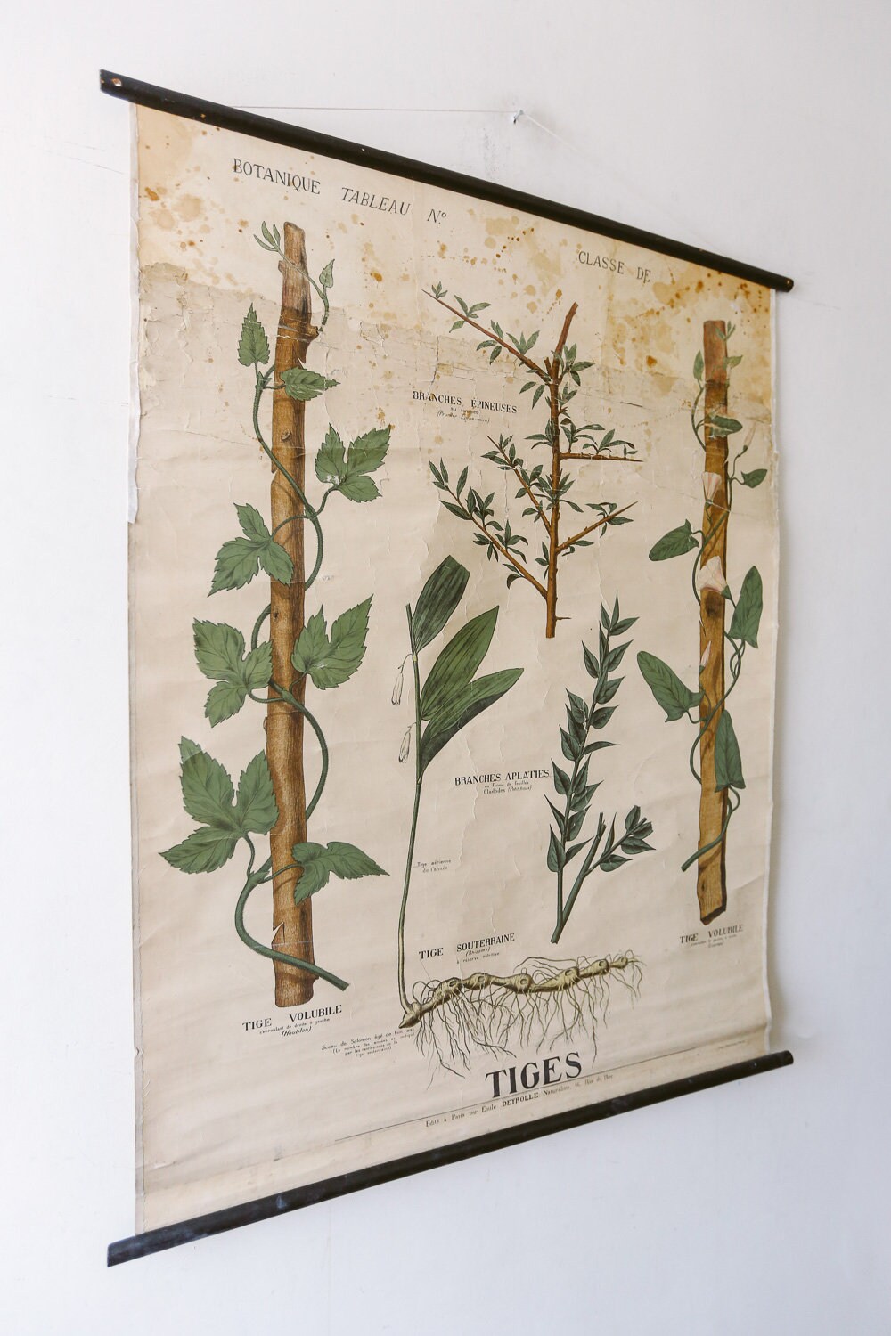 Late 19th Century Original BOTANICAL Vintage French School Wall Chart ...