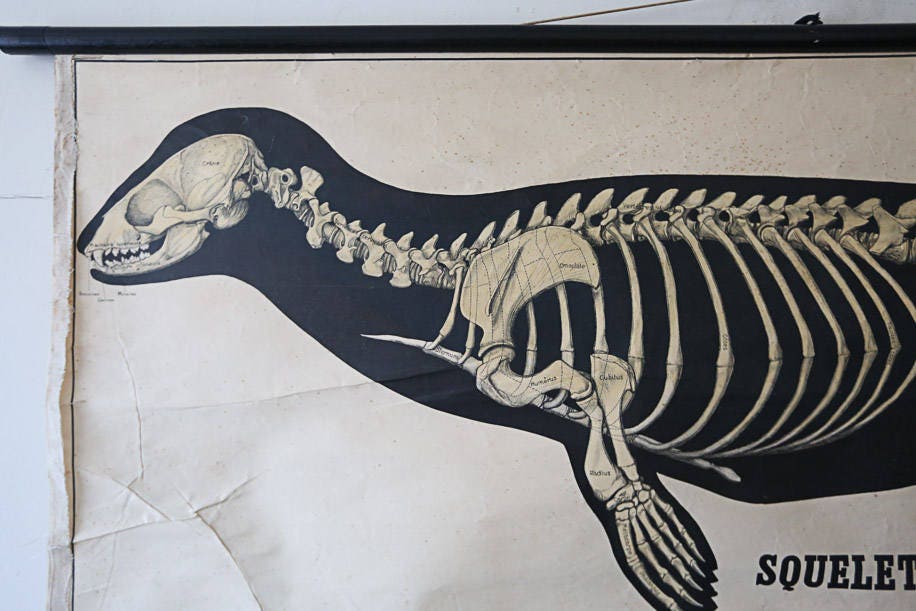 Original ZOOLOGICAL Antique Vintage Emile Deyrolle French School Wall ...