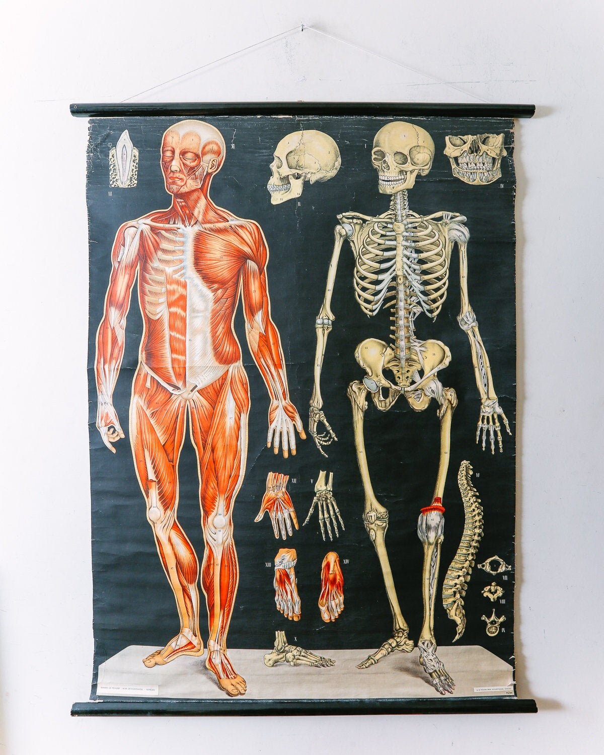 Original ANATOMICAL Vintage Antique German Educational School Wall ...