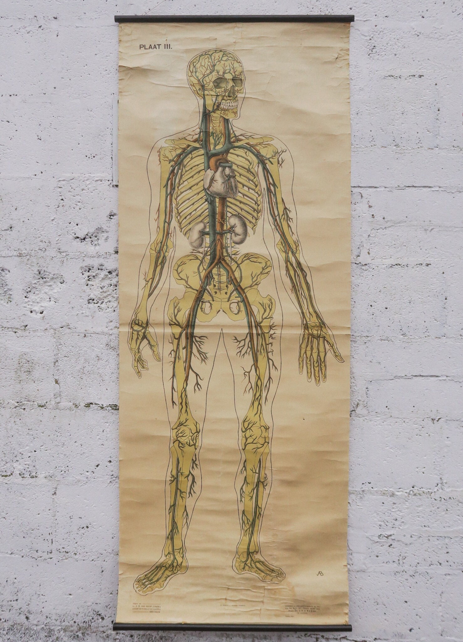 Original ANATOMICAL Vintage Dutch Educational School Wall Chart Human ...