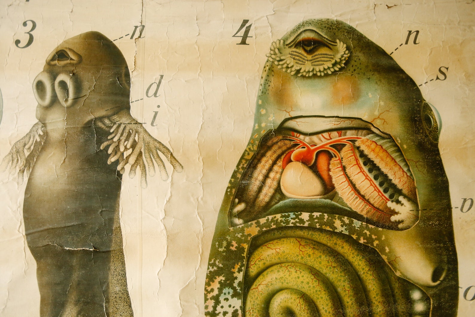 Original ZOOLOGICAL Vintage German School Wall Chart NEWT Amphibia ...