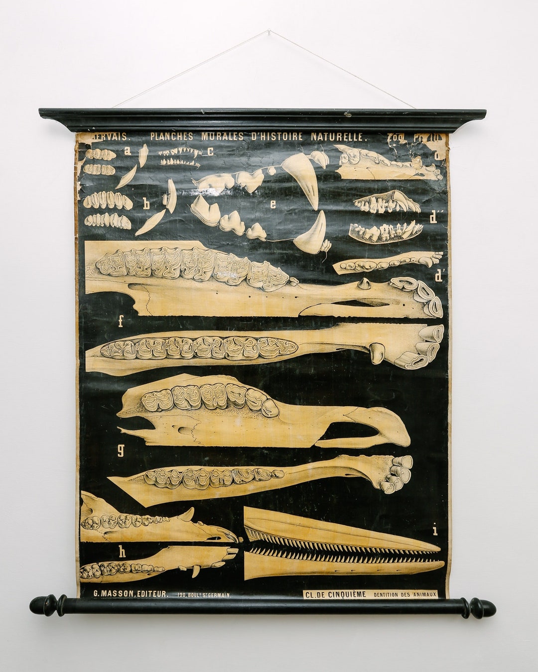 Original ZOOLOGICAL Antique Vintage Paul GERVAIS French School Wall ...