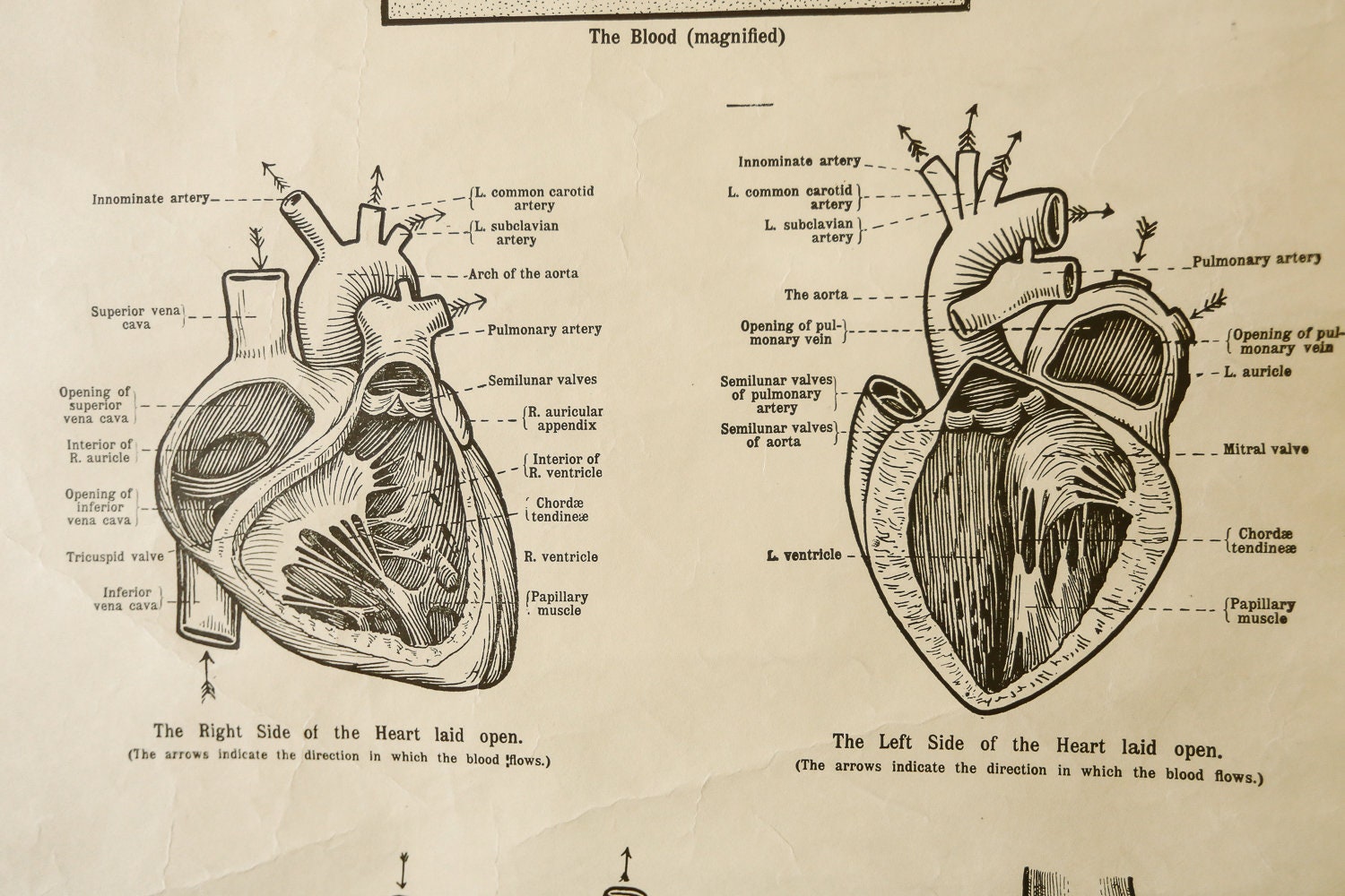 Original ANATOMICAL Vintage British School Wall Chart CIRCULATORY ...