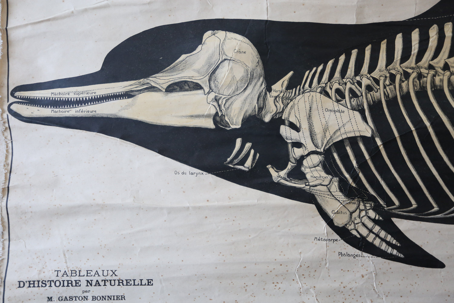 Original ZOOLOGICAL Antique Vintage Emile Deyrolle French School Wall ...