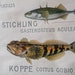 Huge Original ZOOLOGICAL Vintage German School Wall Chart European ...