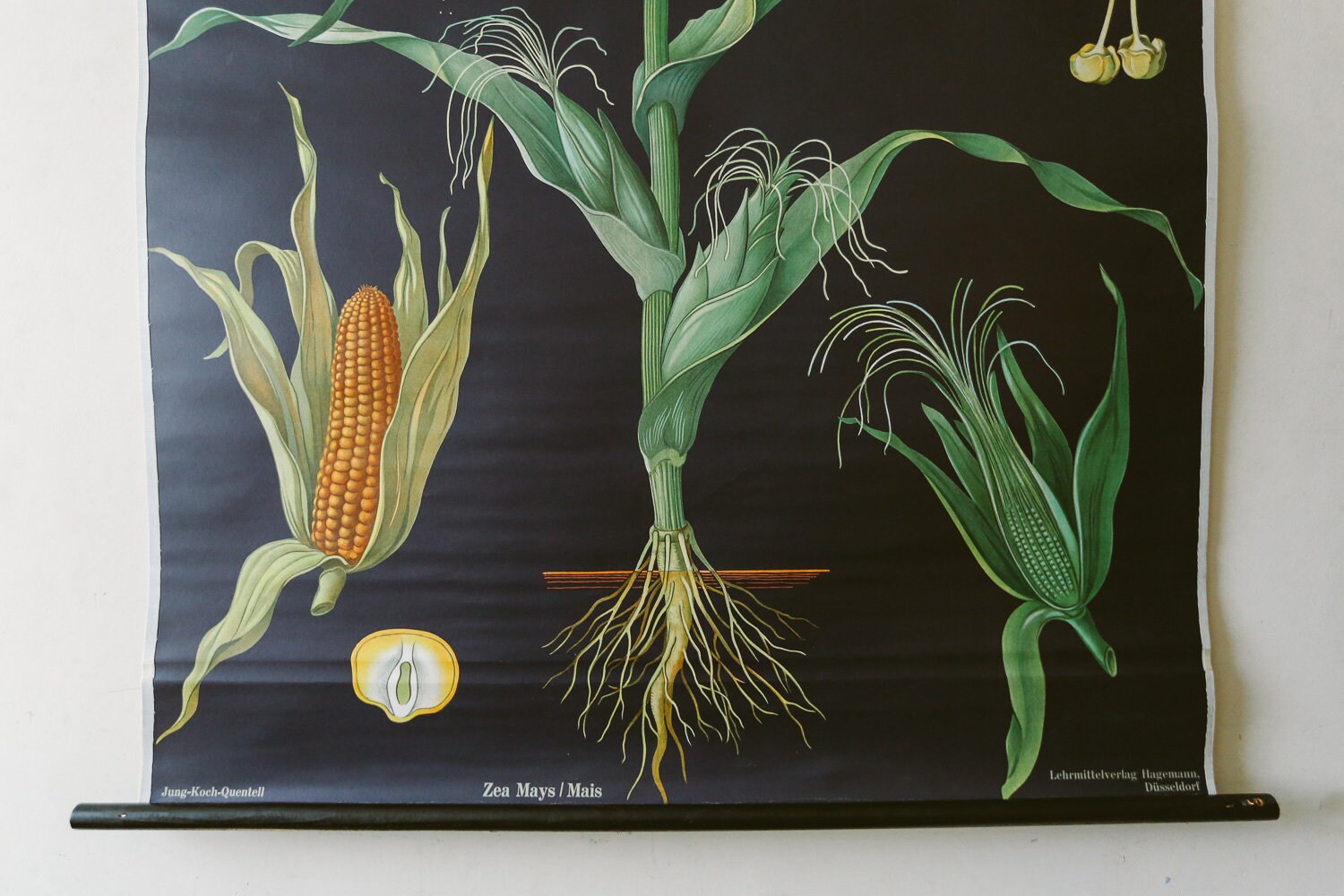 Original BOTANICAL Vintage German School Wall Chart SWEETCORN MAIZE ...