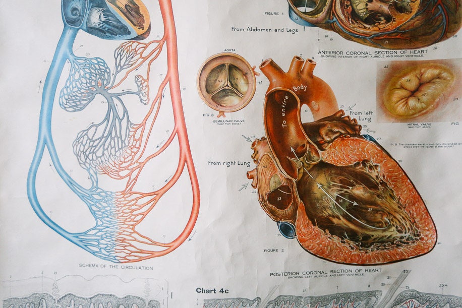 Original ANATOMICAL Vintage American Educational School Wall Chart ...
