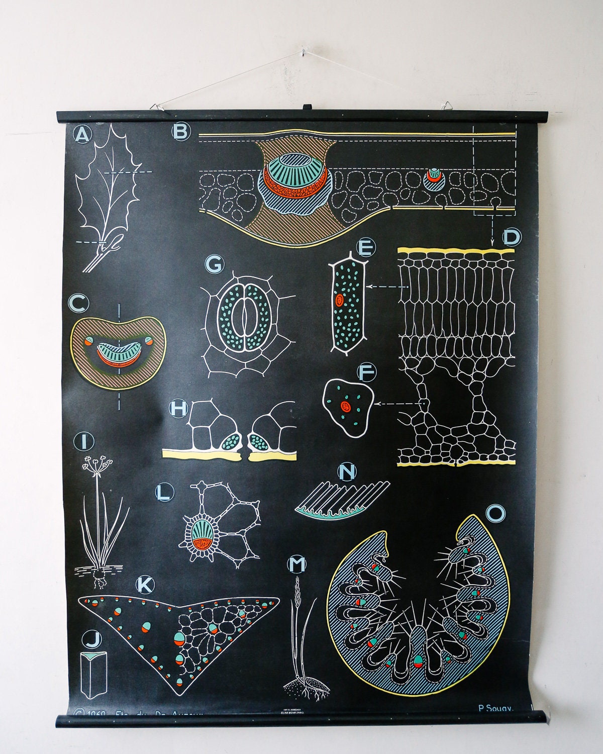 Original BOTANICAL Vintage French School Chalk Wall Chart LEAF Plant ...
