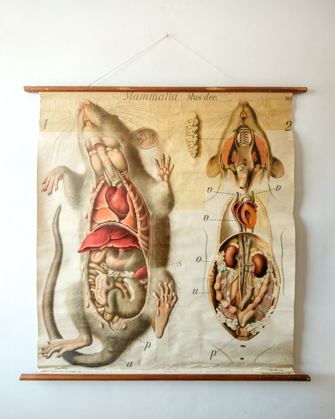 Original ZOOLOGICAL Vintage German School Wall Chart RAT Rodent Natural ...