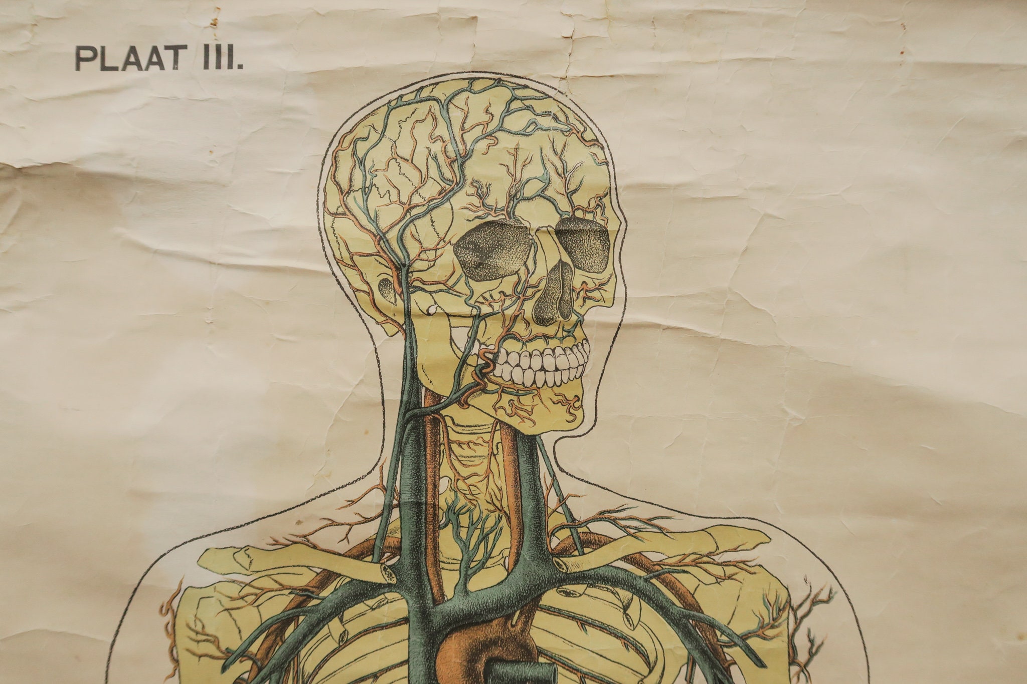 Original ANATOMICAL Vintage Dutch Educational School Wall Chart Human ...