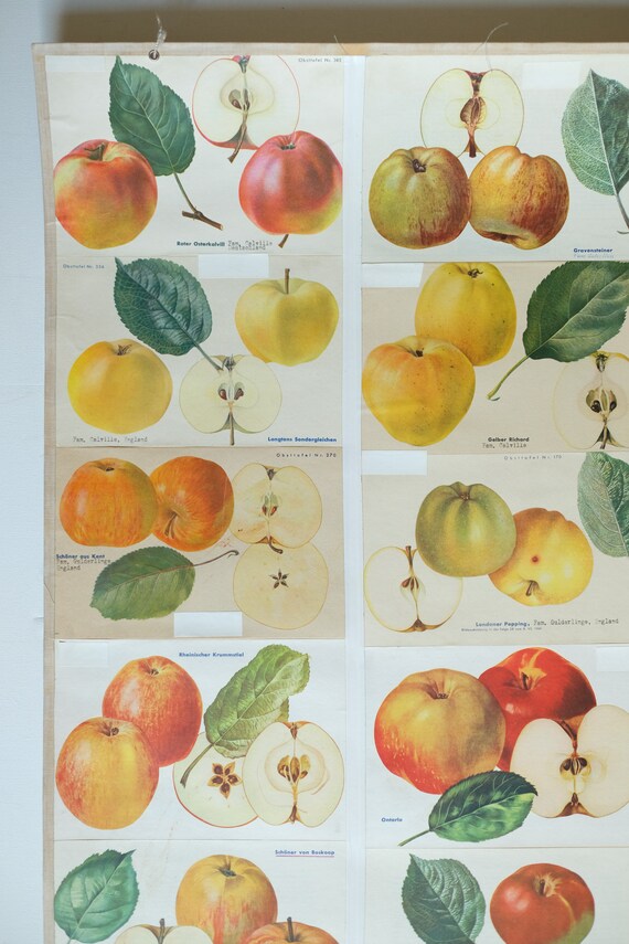 Rare Apple Varieties
