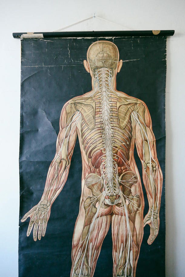 Original ANATOMICAL Vintage German Educational School Old Wall Chart ...