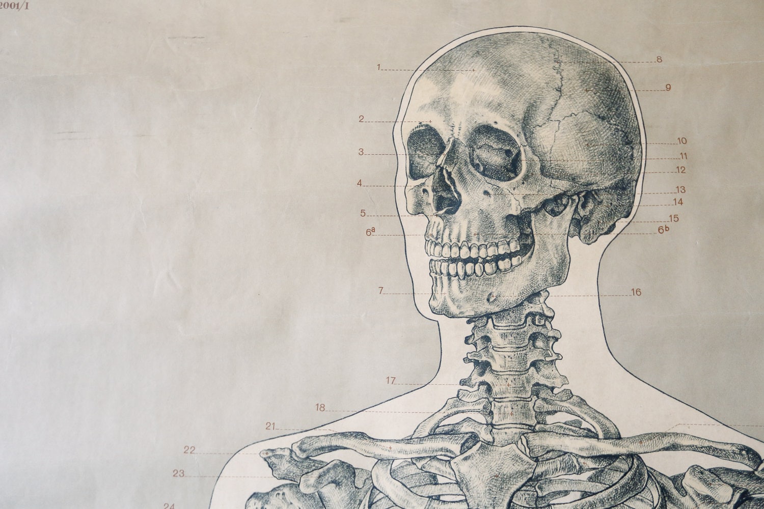 Original ANATOMICAL Vintage German Educational School Wall Chart Human ...
