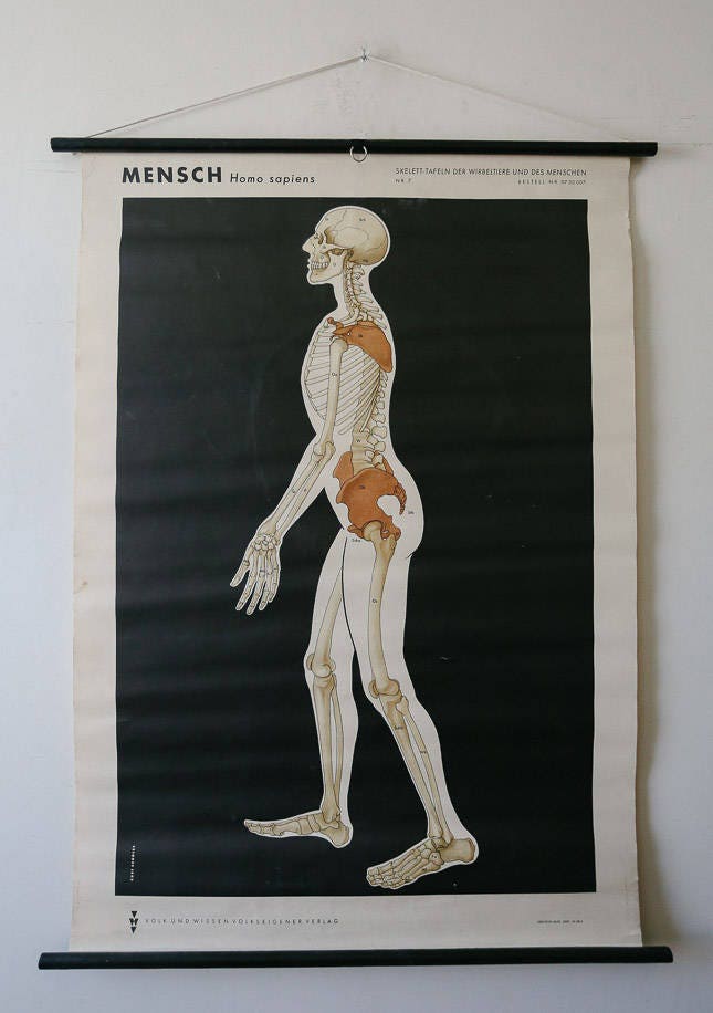Original ANATOMICAL Vintage German School Wall Chart SKELETON Anatomy ...
