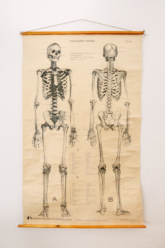 Original ANATOMICAL Vintage British Educational School Wall Chart Male ...