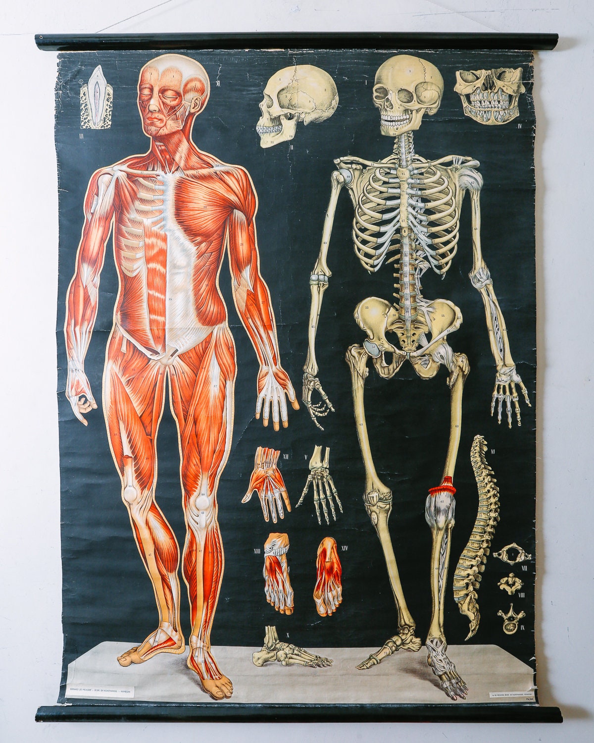 Original ANATOMICAL Vintage Antique German Educational School Wall ...