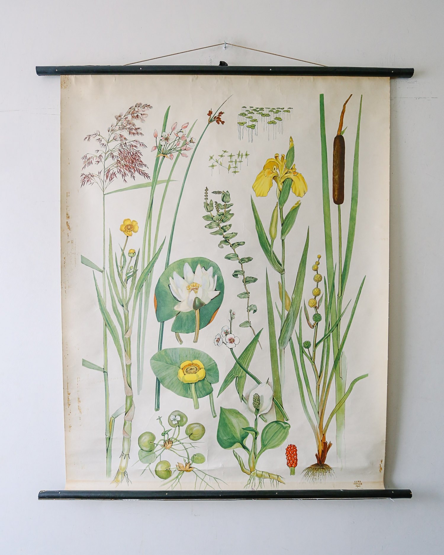 Original BOTANICAL Vintage Swedish School Wall Chart FLOWERS Plants ...