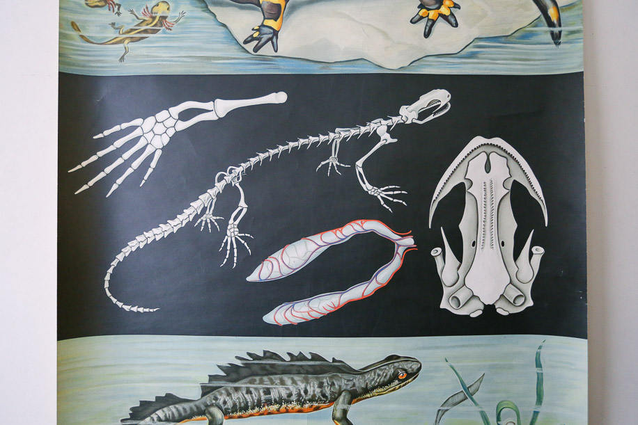 Original ZOOLOGICAL Vintage German School Wall Chart SALAMANDER 1963 ...