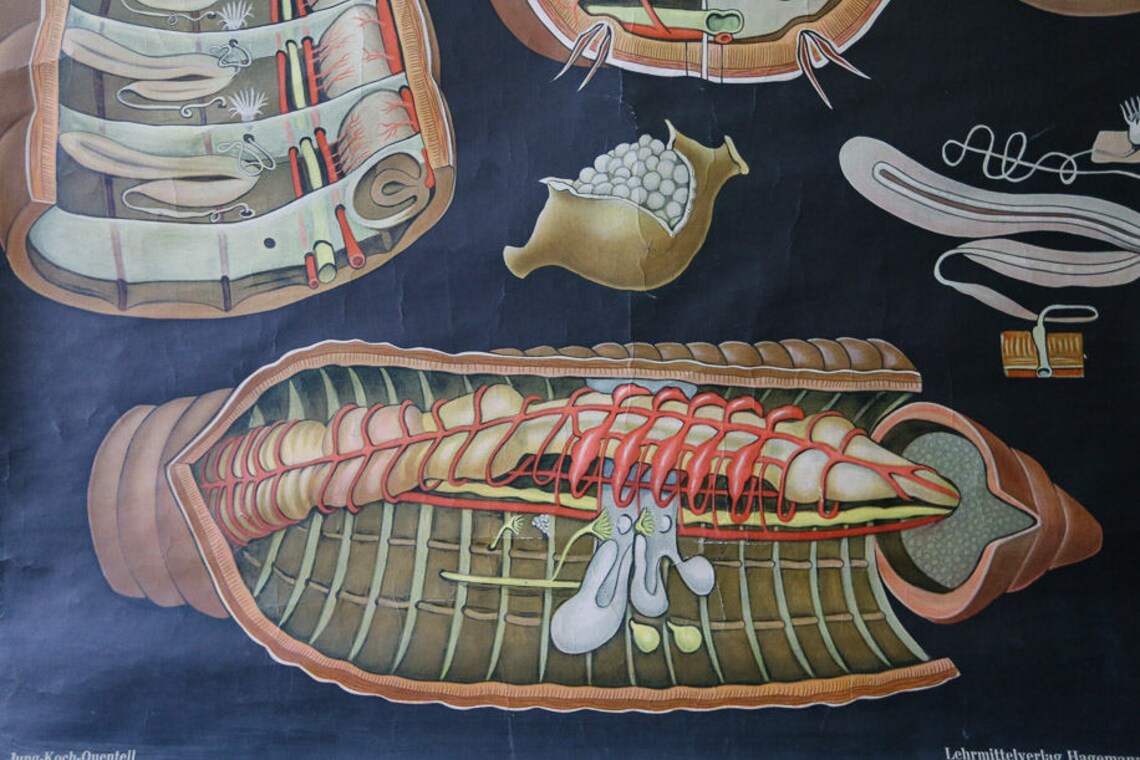 Original ZOOLOGICAL Vintage German School Wall Chart WORM EARTHWORM ...