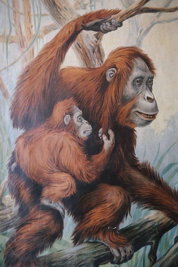 Original ZOOLOGICAL Vintage German School LITHOGRAPH Wall Chart ...