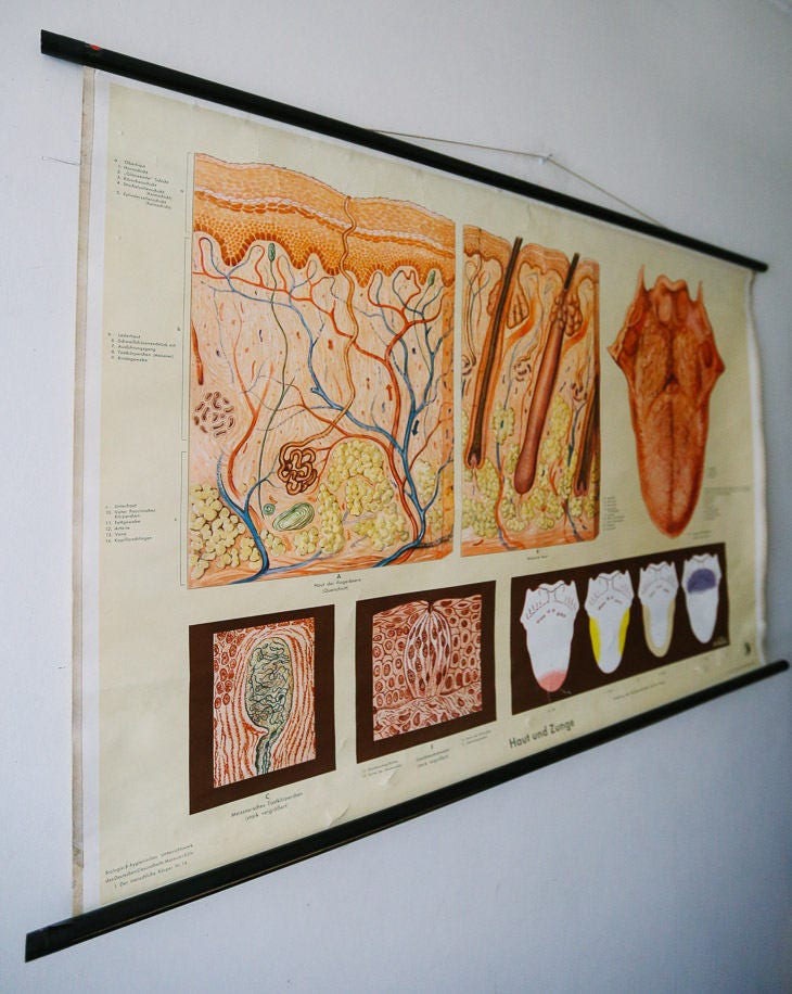 Original ANATOMICAL Vintage German Educational School Wall Chart MOUTH ...