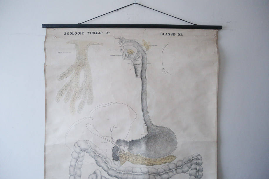 Original ANATOMICAL Vintage French School Chalk Wall Chart DIGESTIVE ...