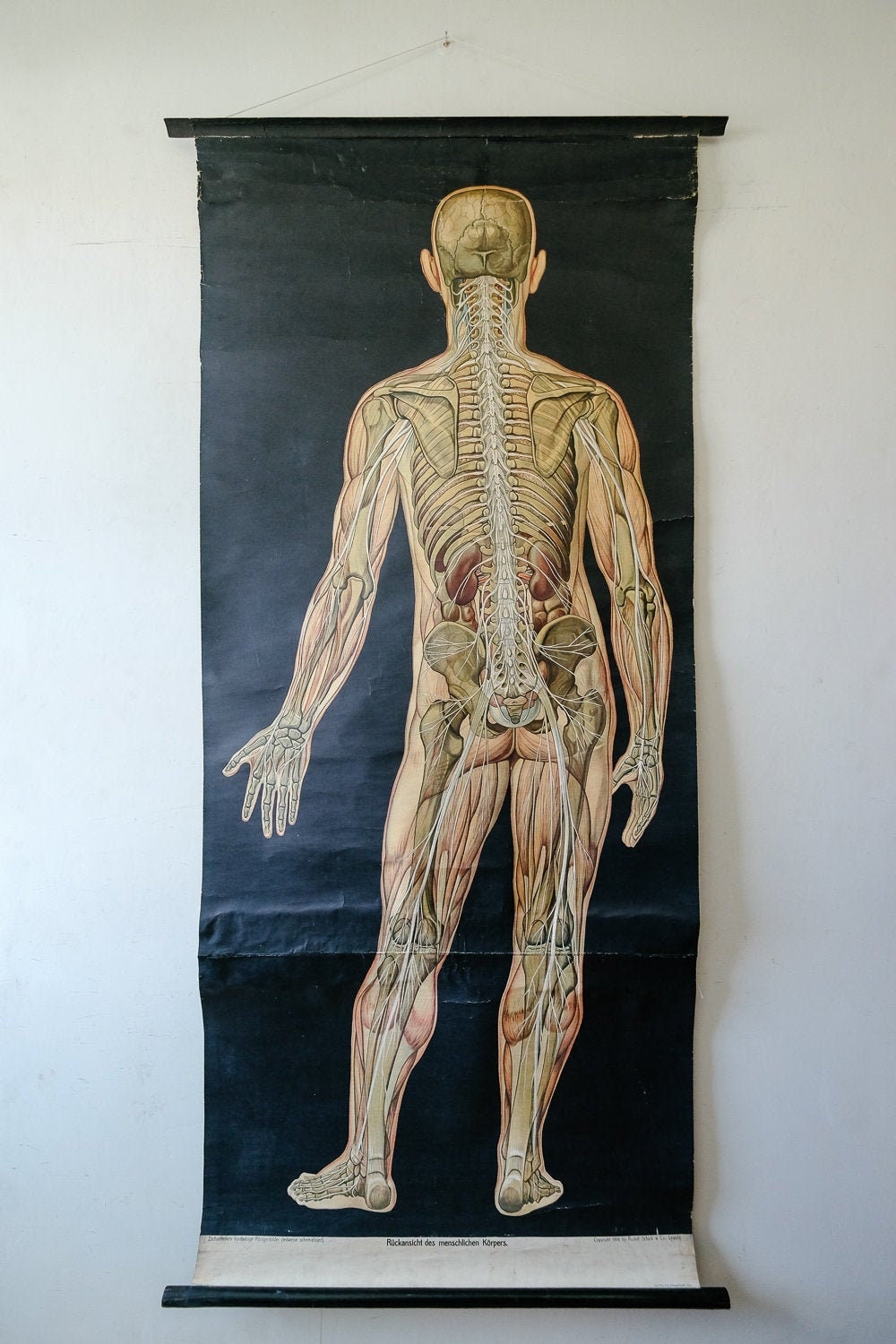 Original ANATOMICAL Vintage German Educational School Old Wall Chart ...