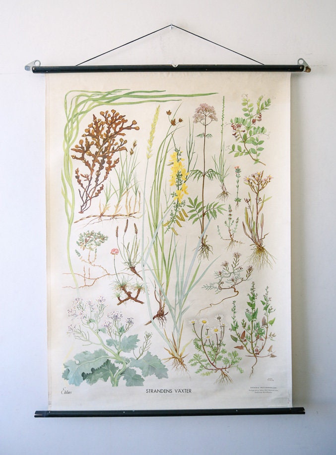 Original BOTANICAL Vintage Swedish School Wall Chart BEACH FLOWERS ...