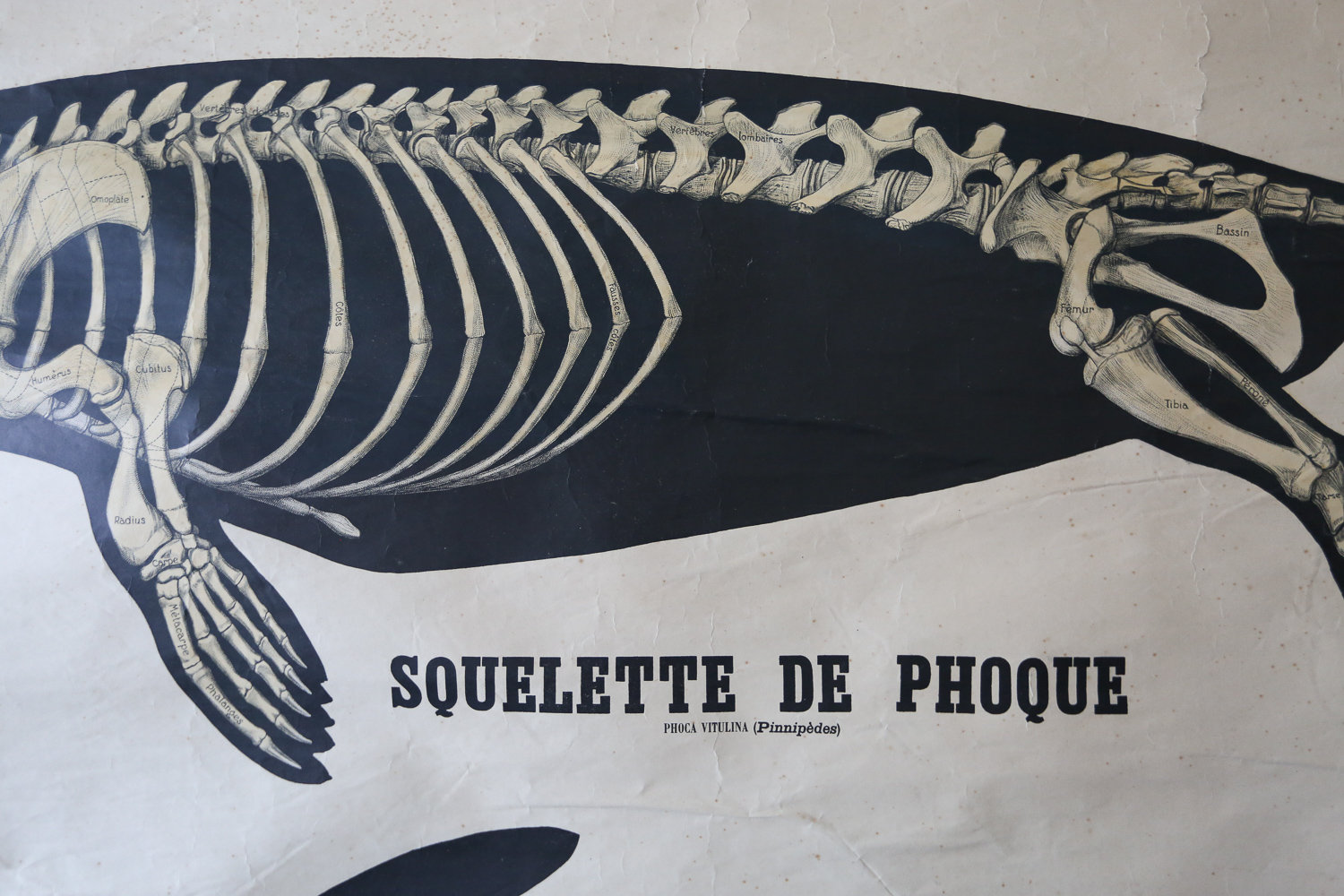 Original ZOOLOGICAL Antique Vintage Emile Deyrolle French School Wall ...