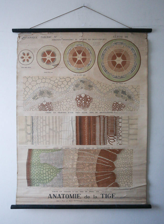 Late 19th Century Original BOTANICAL Vintage French School Wall Chart ...